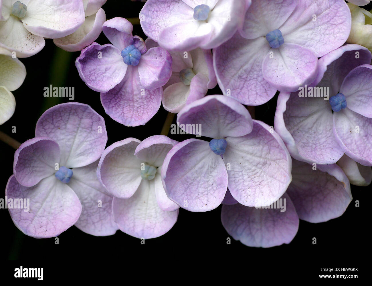 Hydrangea blossoms can change color depending on the soil's acidity ...