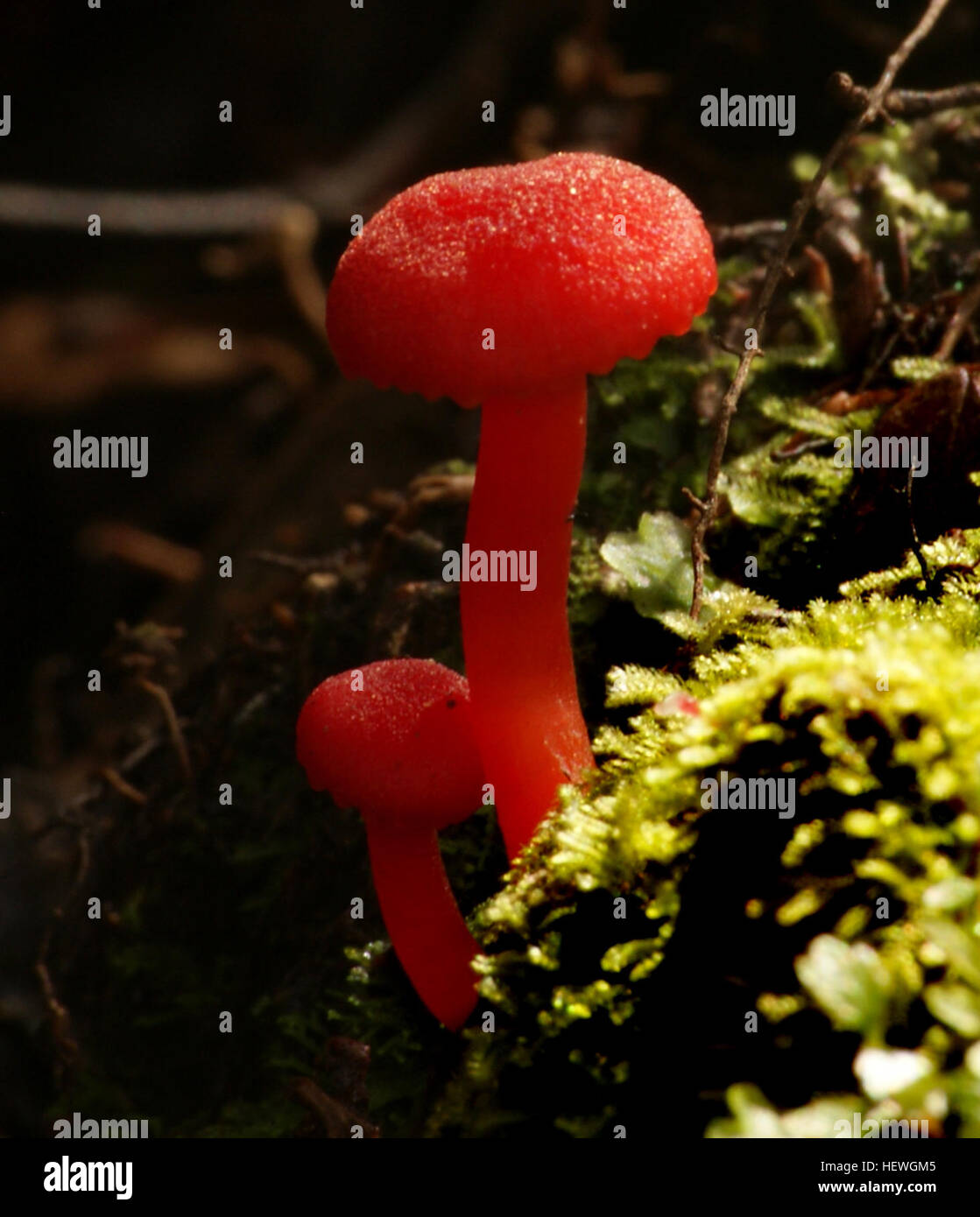 The red Hygrocybe fungus, part of the toadstool family, is a striking ...