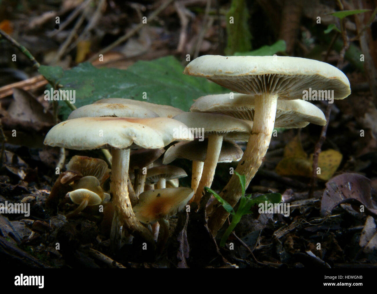 Commonly known as the sulphur tuft mushroom hi-res stock photography ...