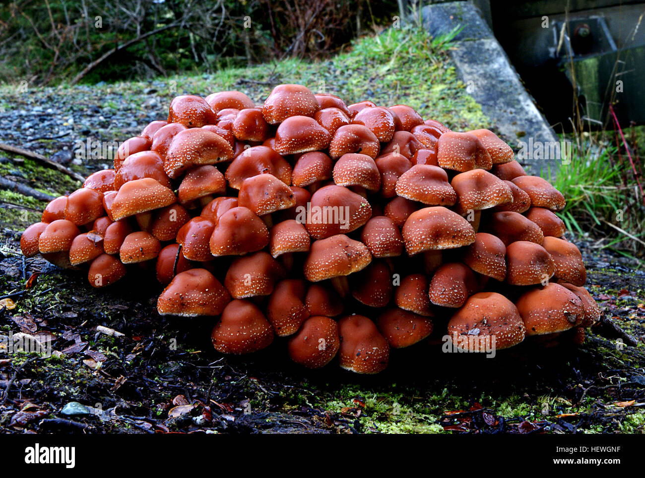 Brick woodtuft hi-res stock photography and images - Alamy