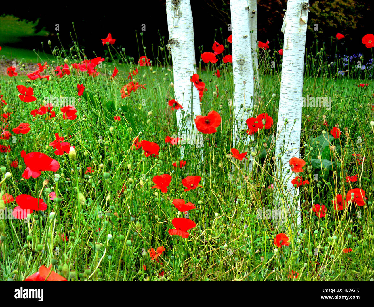 Claude Monet, a leading figure in the French Impressionist movement, is ...