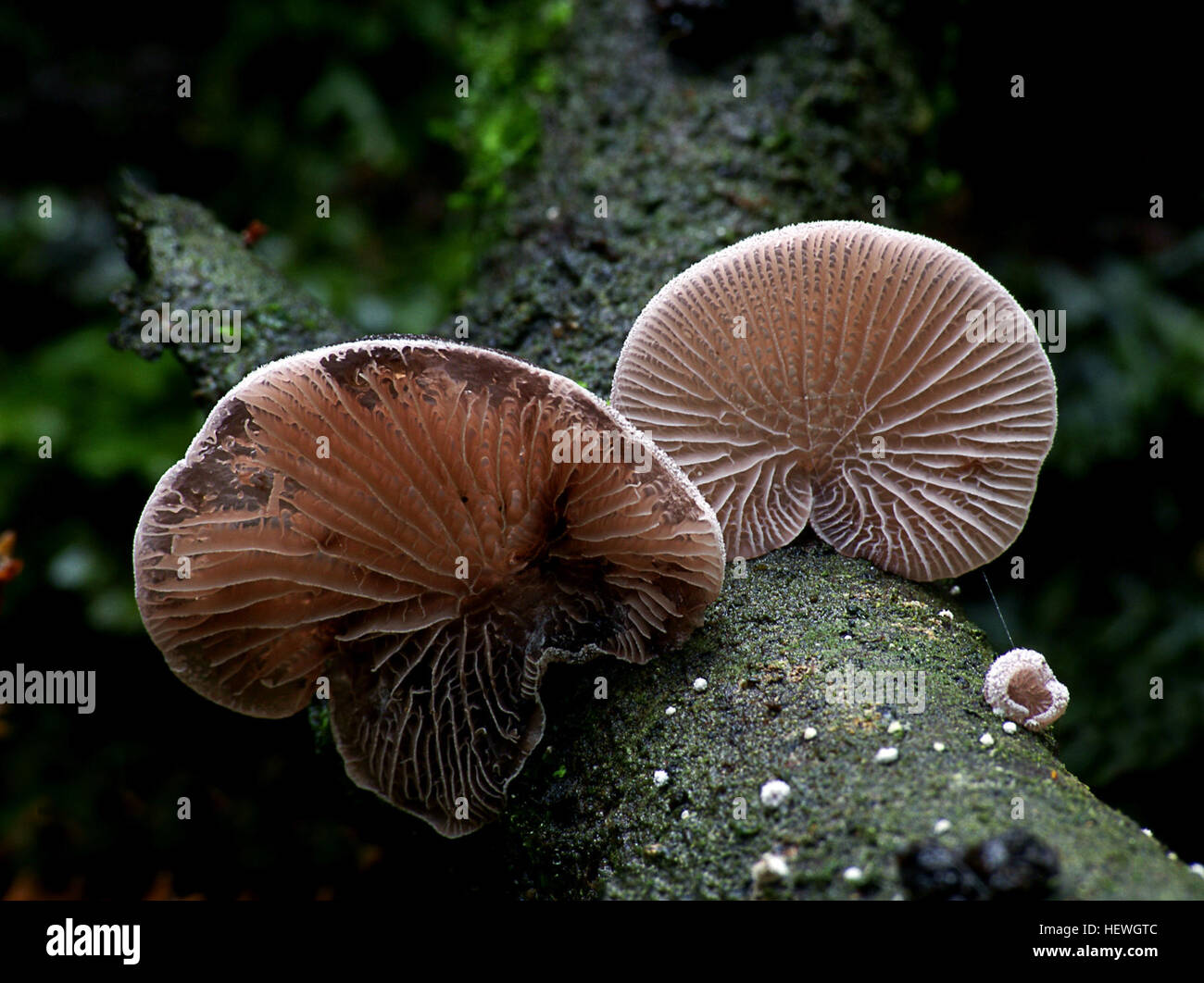 Ivory Conch, also known as Conchomyces bursaeformis, is a species of ...