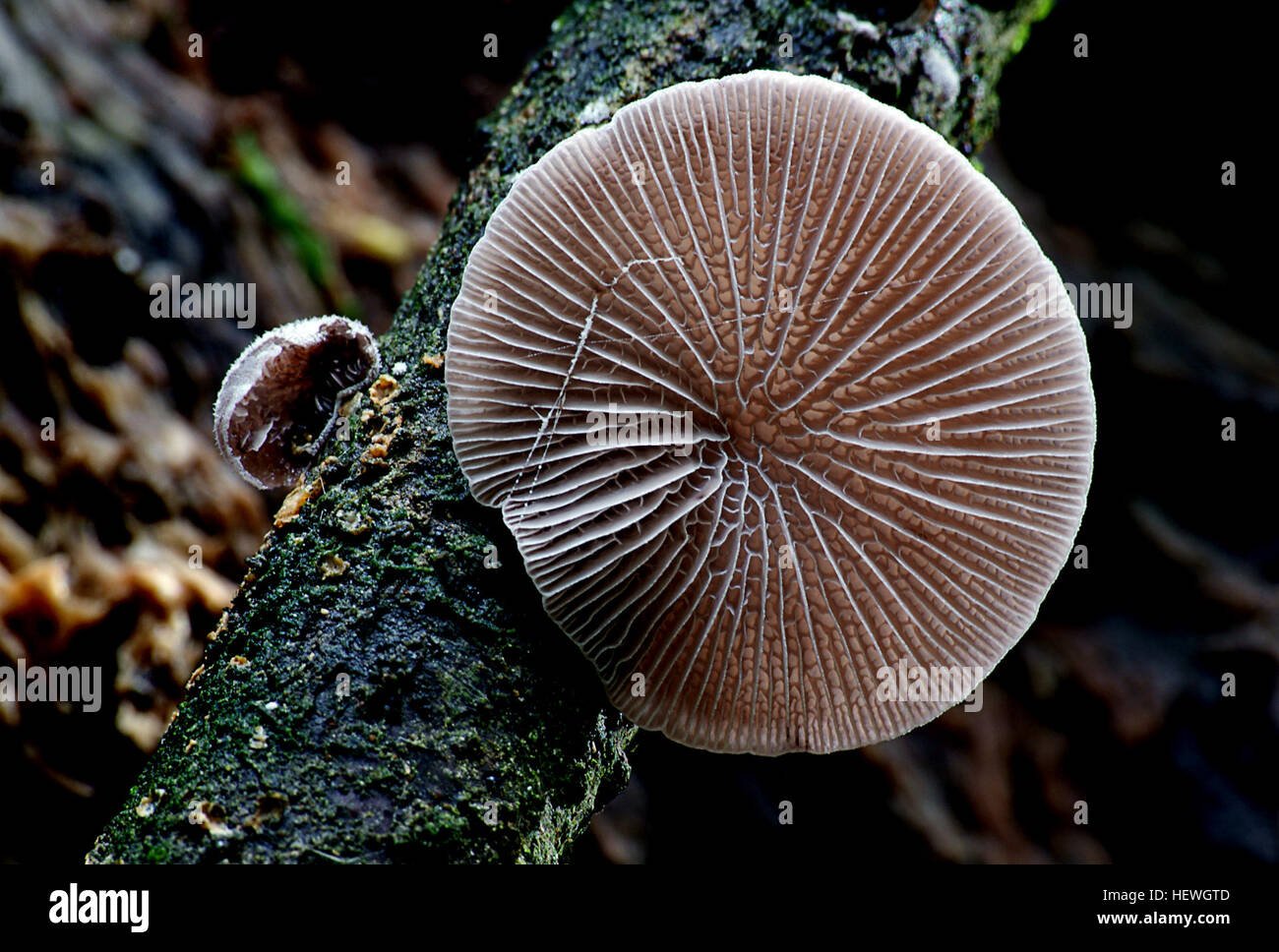 Ivory conch fungi hi-res stock photography and images - Alamy