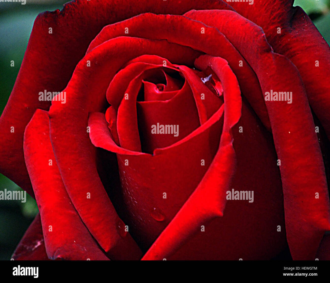 Ingrid bergman rose hi-res stock photography and images - Alamy