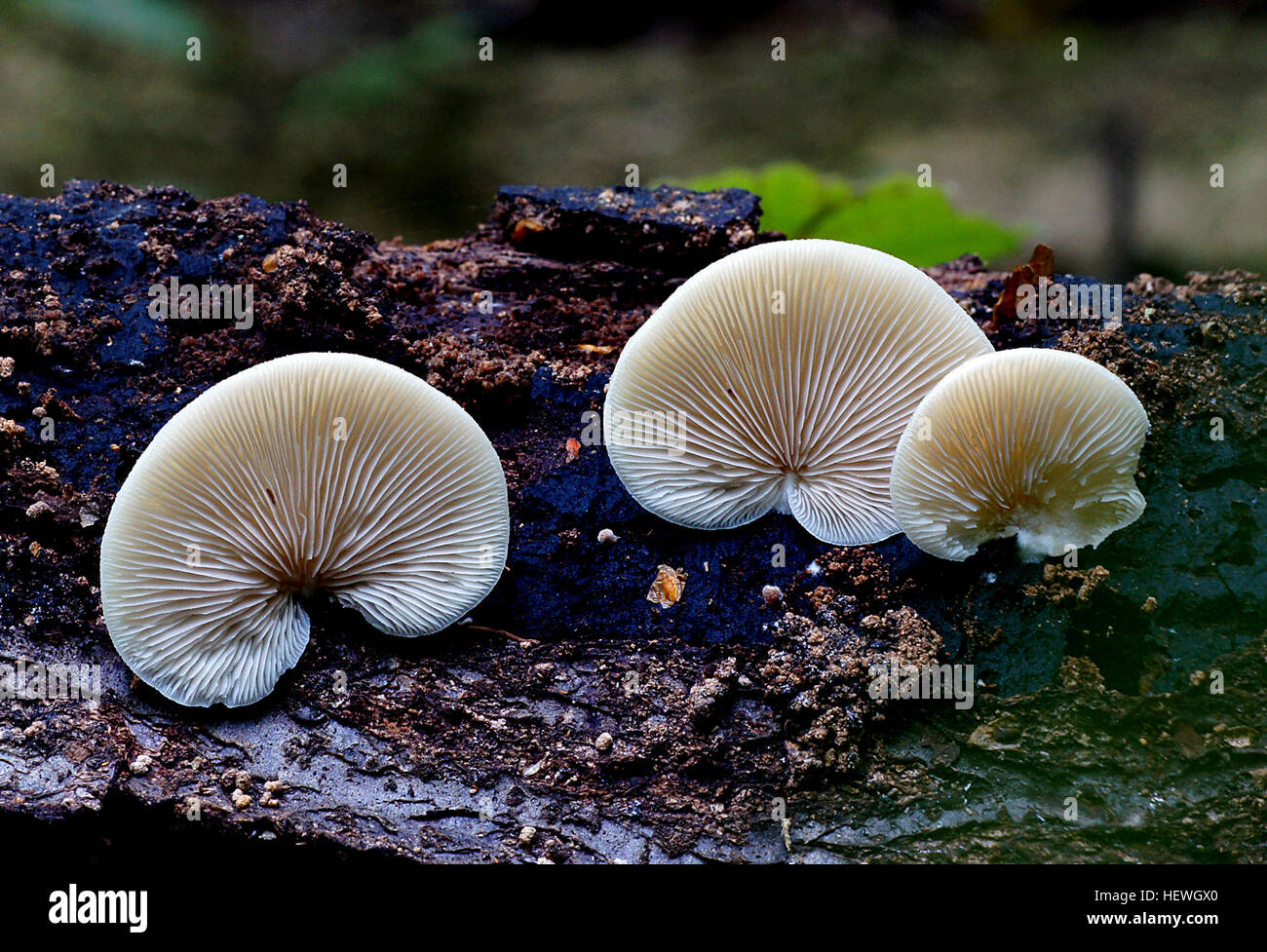 The ivory conch, a small mushroom species, grows on decaying wood. It ...
