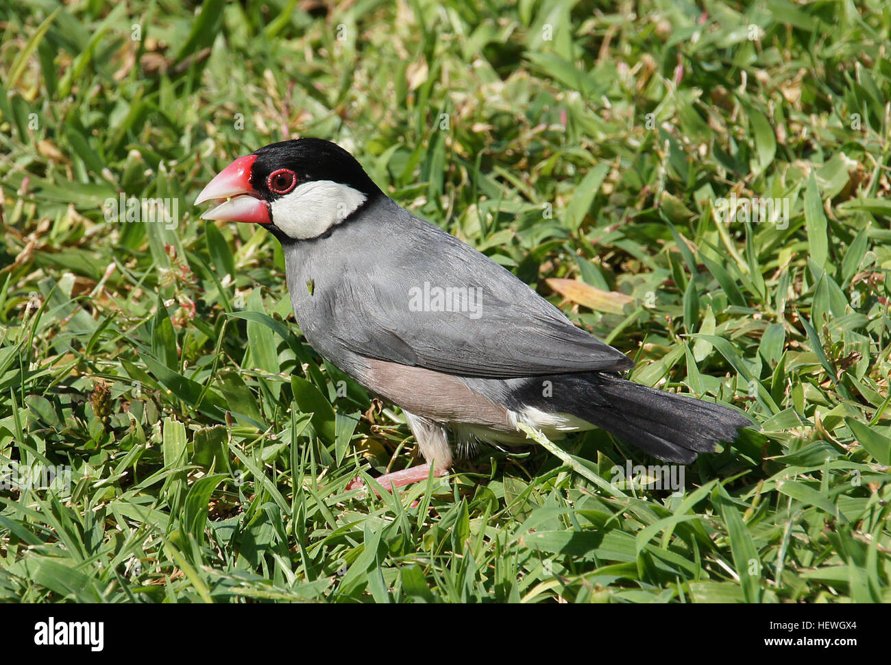 The Java Sparrow, native to Indonesia, was introduced to Hawaii in 1867 ...