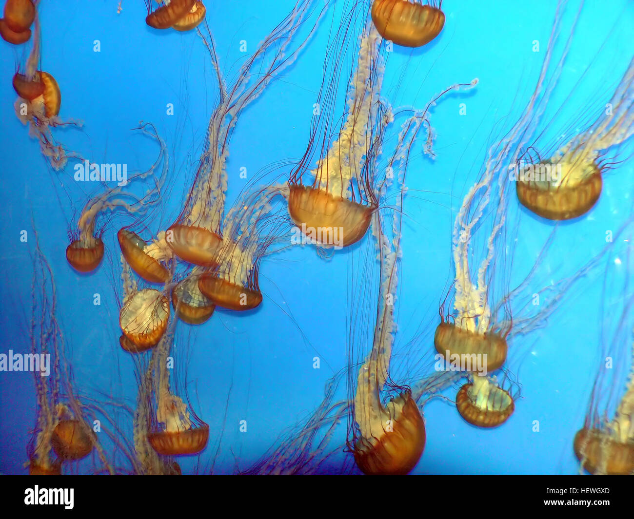 Real jellyfish hi-res stock photography and images - Alamy