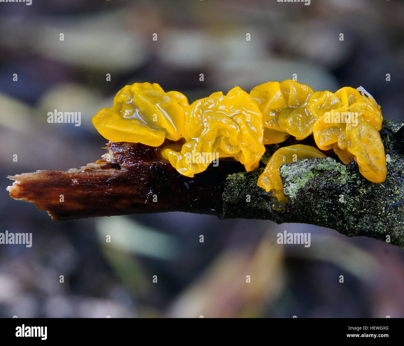 The term "jelly fungi" is an informal one applied to species of fungi ...