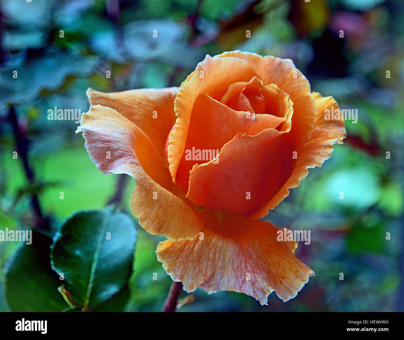 Just joey roses hi-res stock photography and images - Alamy