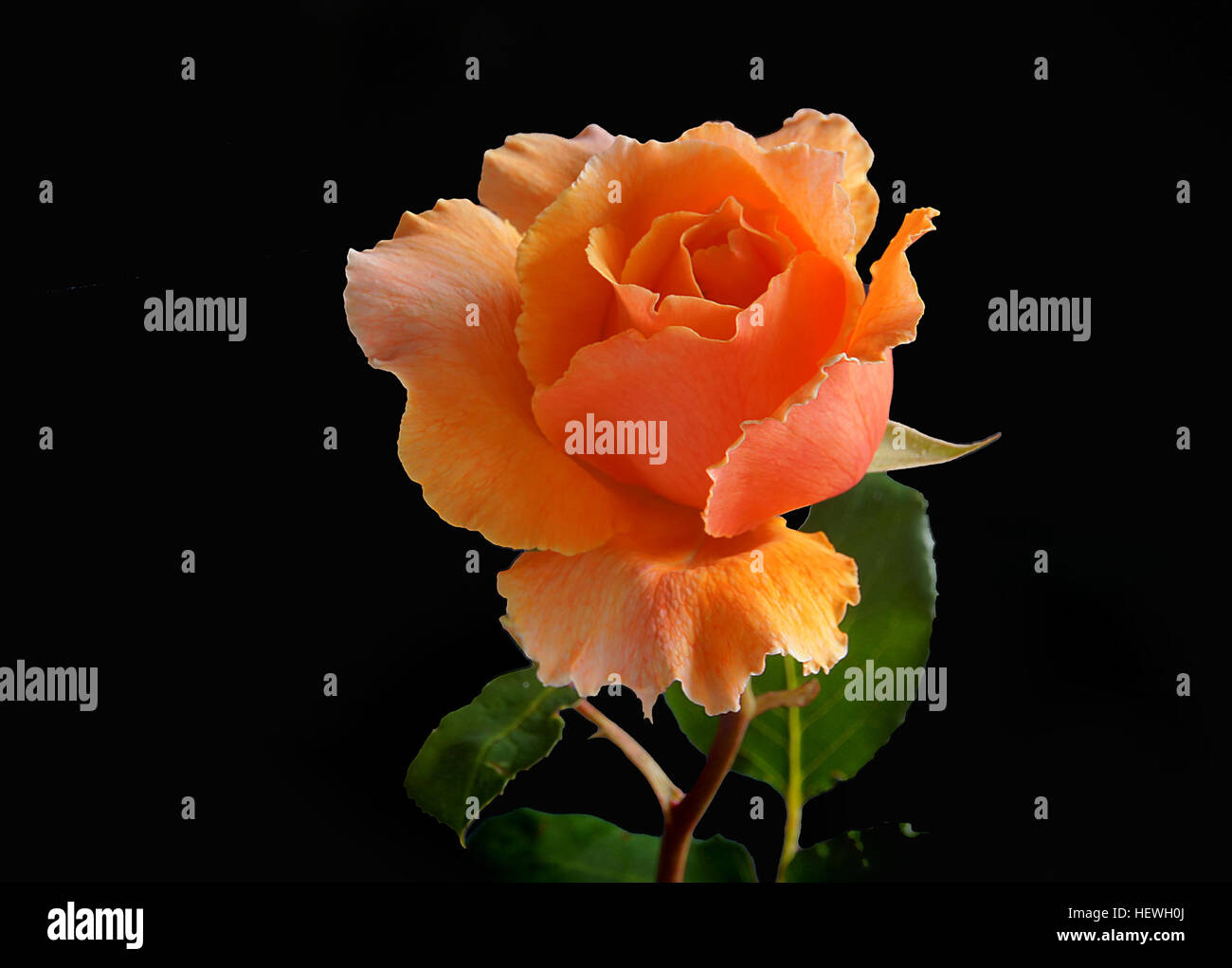 Just joey roses hi-res stock photography and images - Alamy