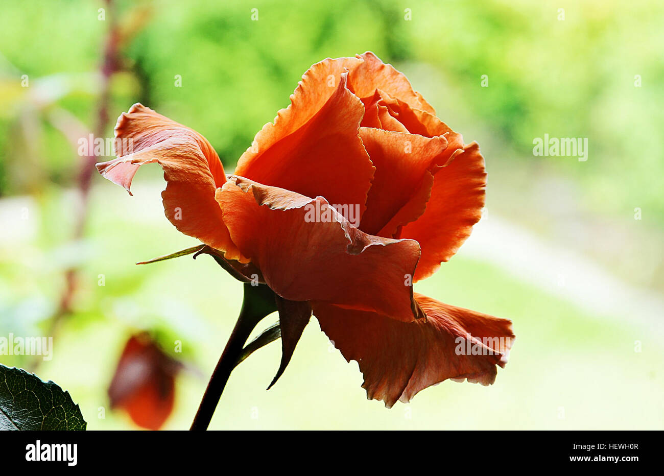 Just joey roses hi-res stock photography and images - Alamy