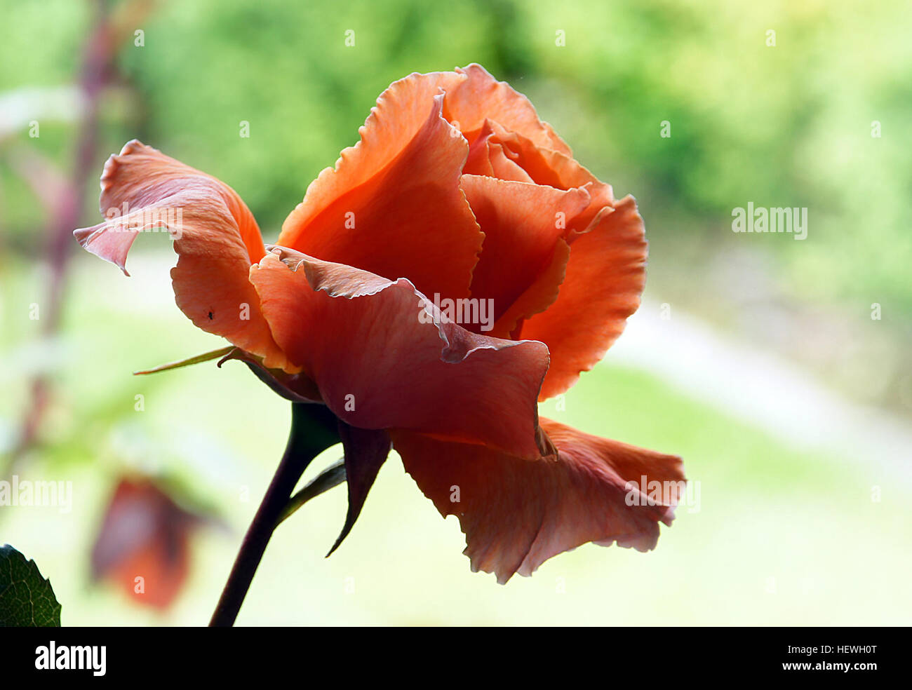 Just joey roses hi-res stock photography and images - Alamy