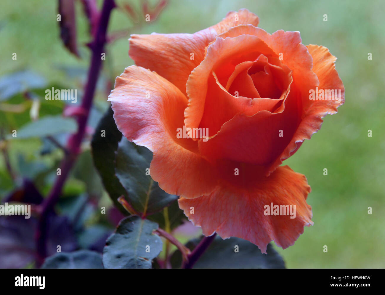 Just joey roses hi-res stock photography and images - Alamy