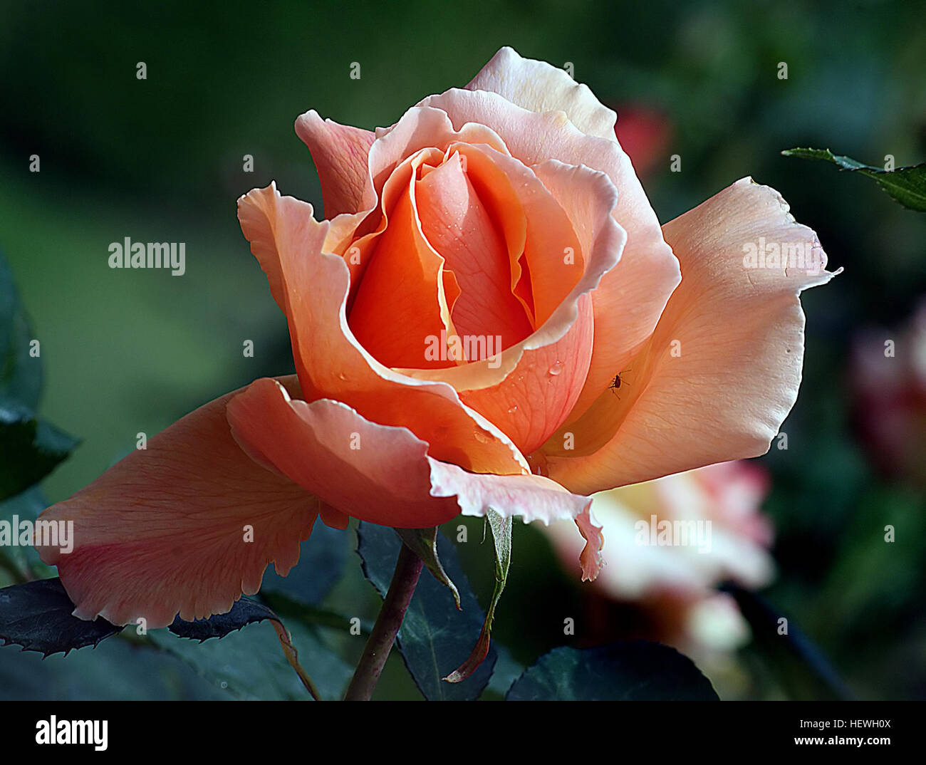 Just joey roses hi-res stock photography and images - Alamy