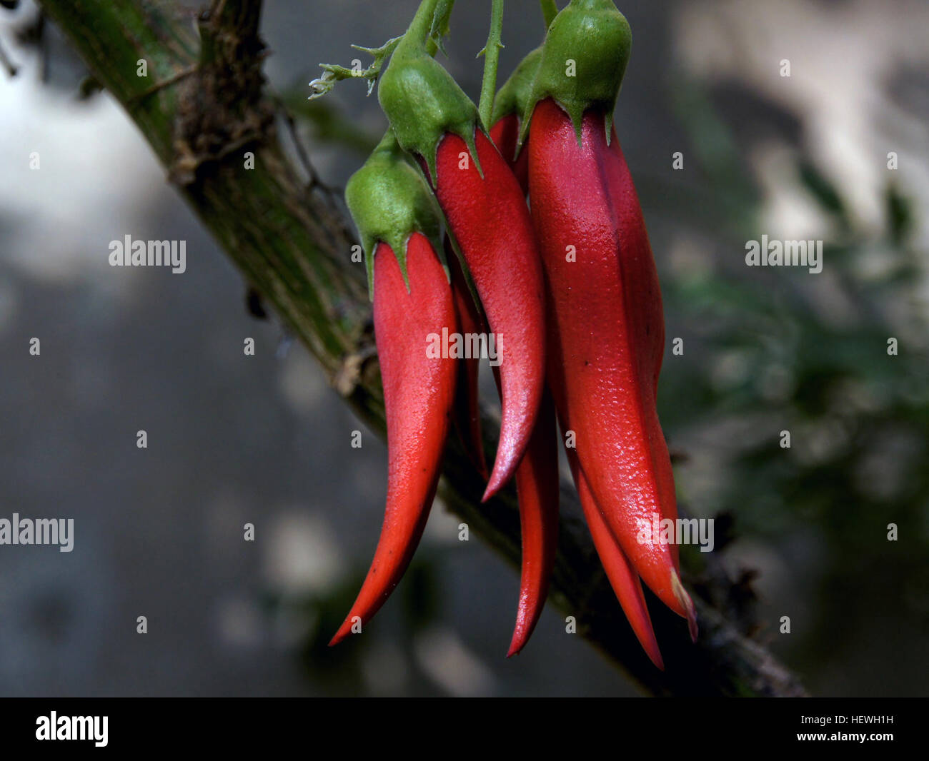 Ngutukaka hi-res stock photography and images - Alamy