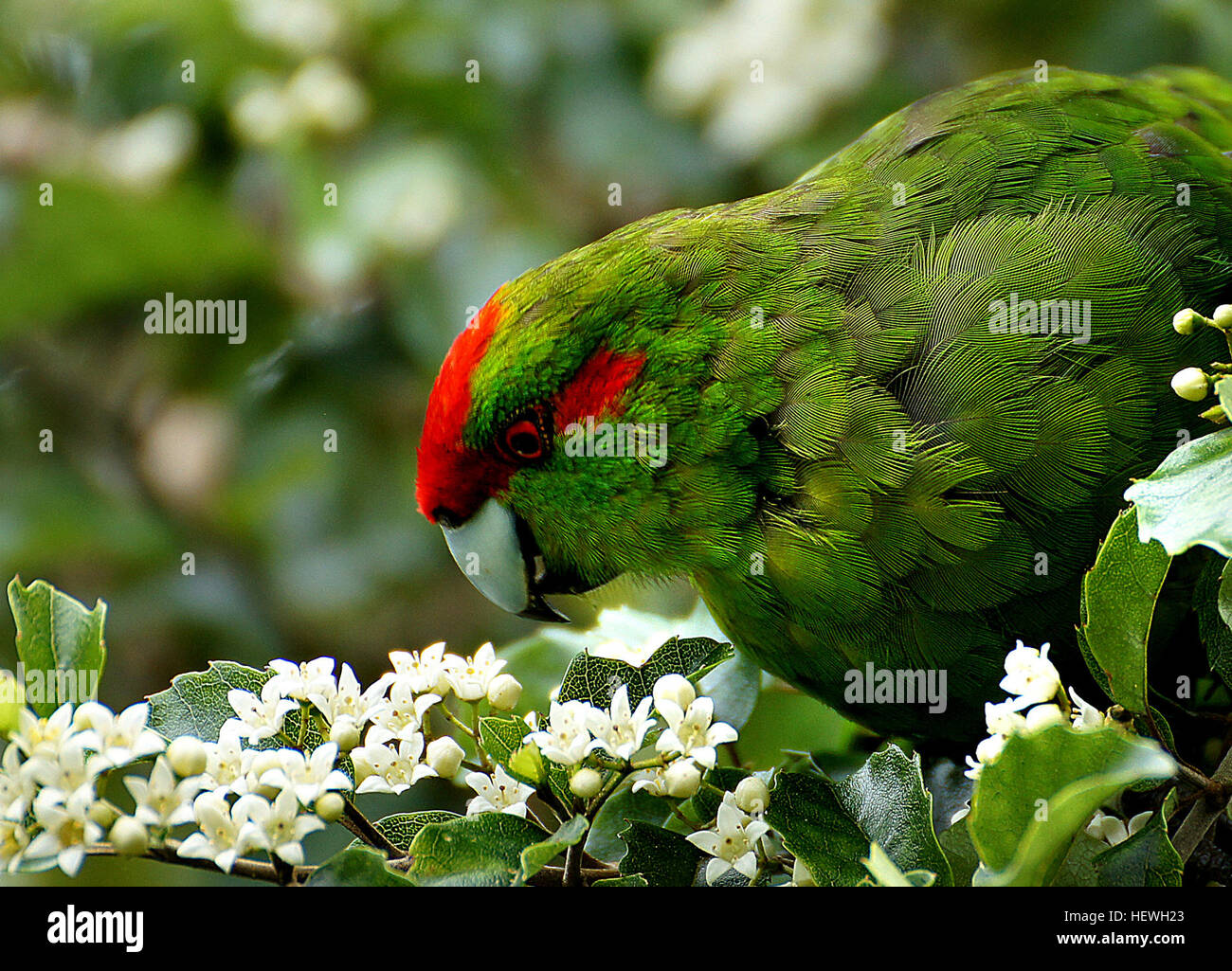 Five green yellow birds hi-res stock photography and images - Alamy
