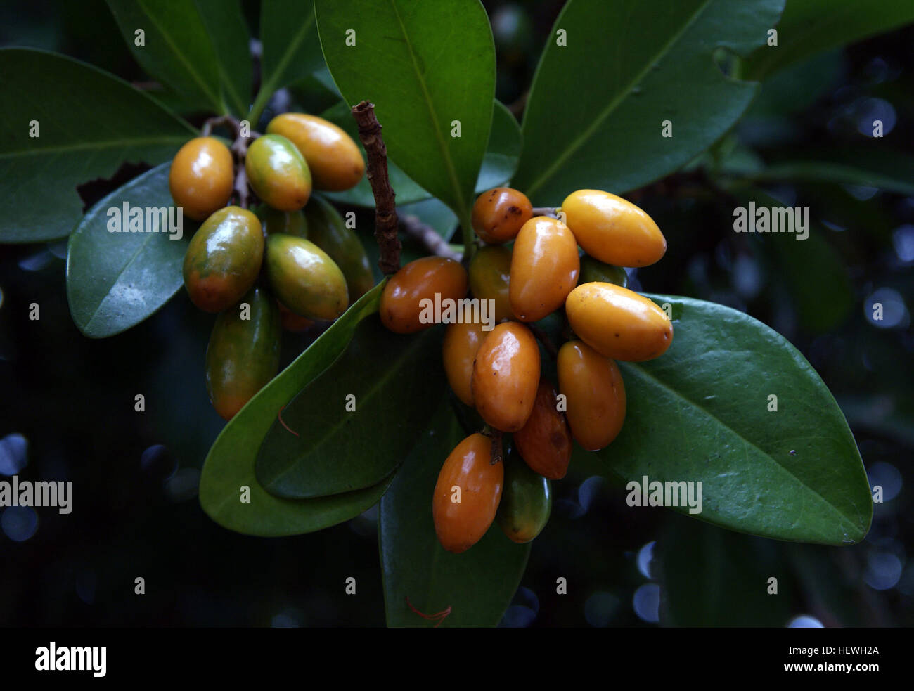 Corynocarpus laevigatus karaka tree hi-res stock photography and images ...