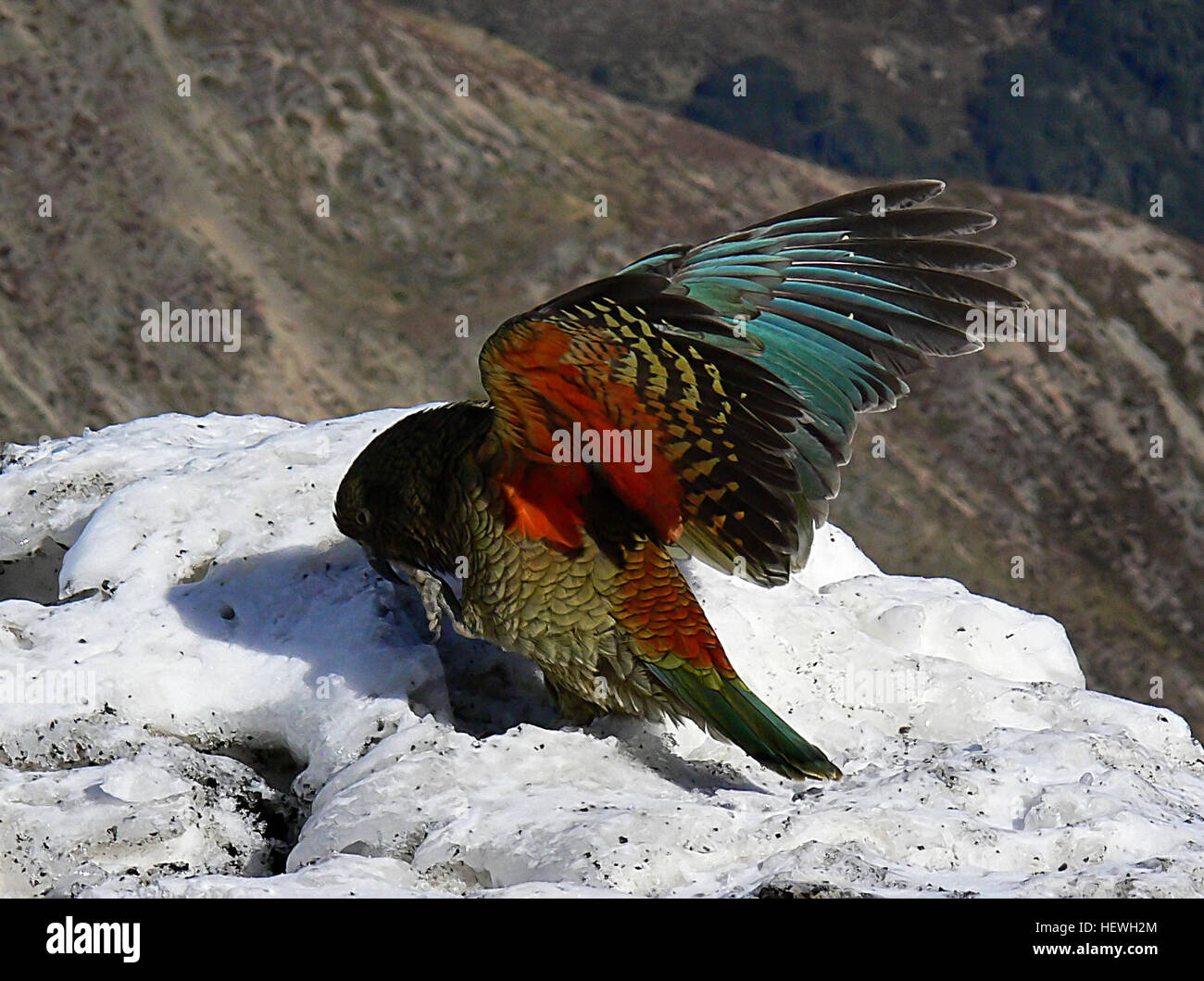 Parrots unique plumage hi-res stock photography and images - Alamy