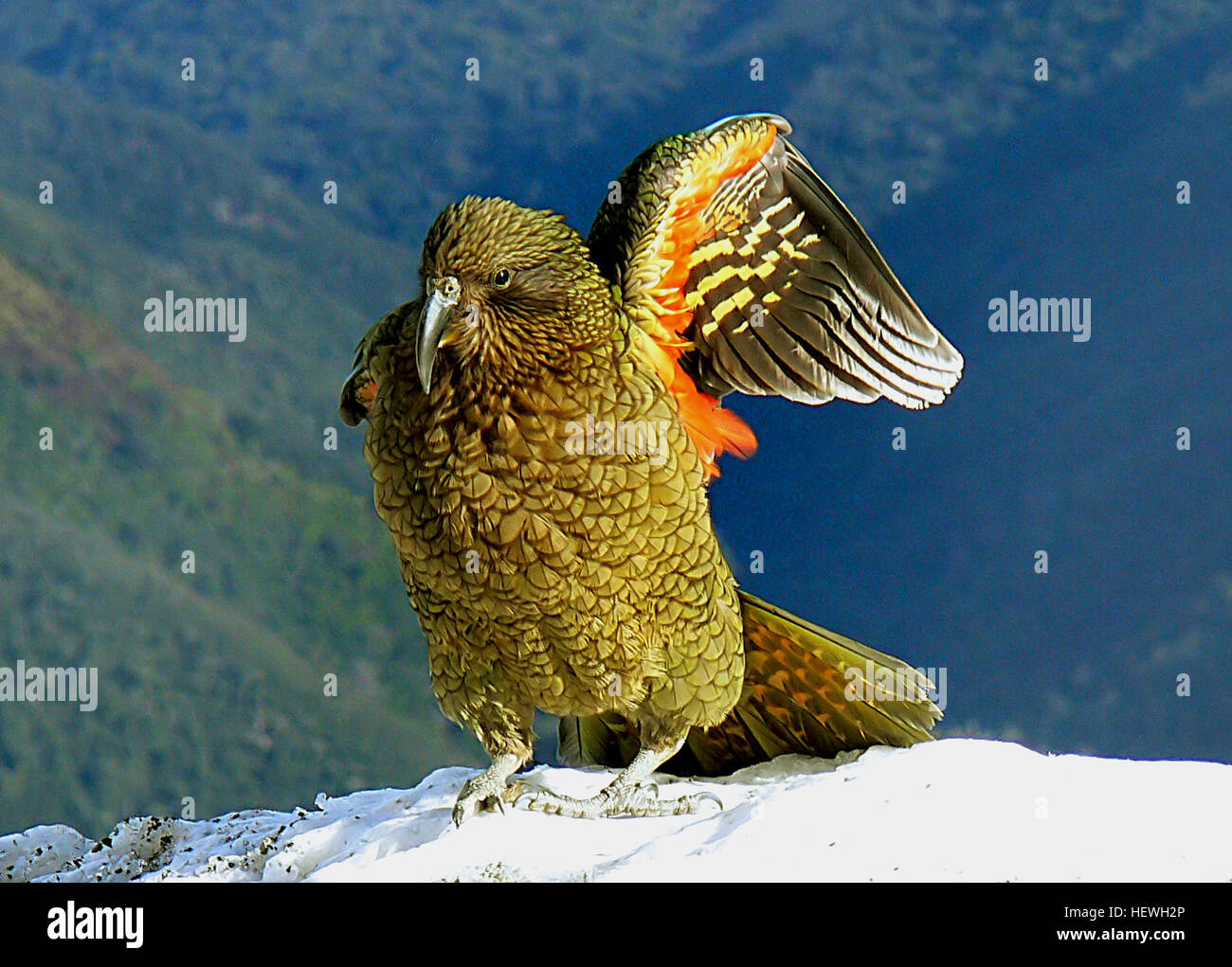 Up to 50cm hi-res stock photography and images - Alamy