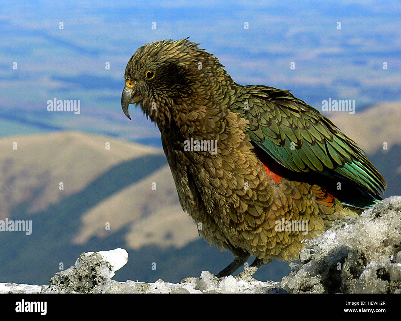 The kea, New Zealand's alpine parrot, is an at-risk species. Known for ...