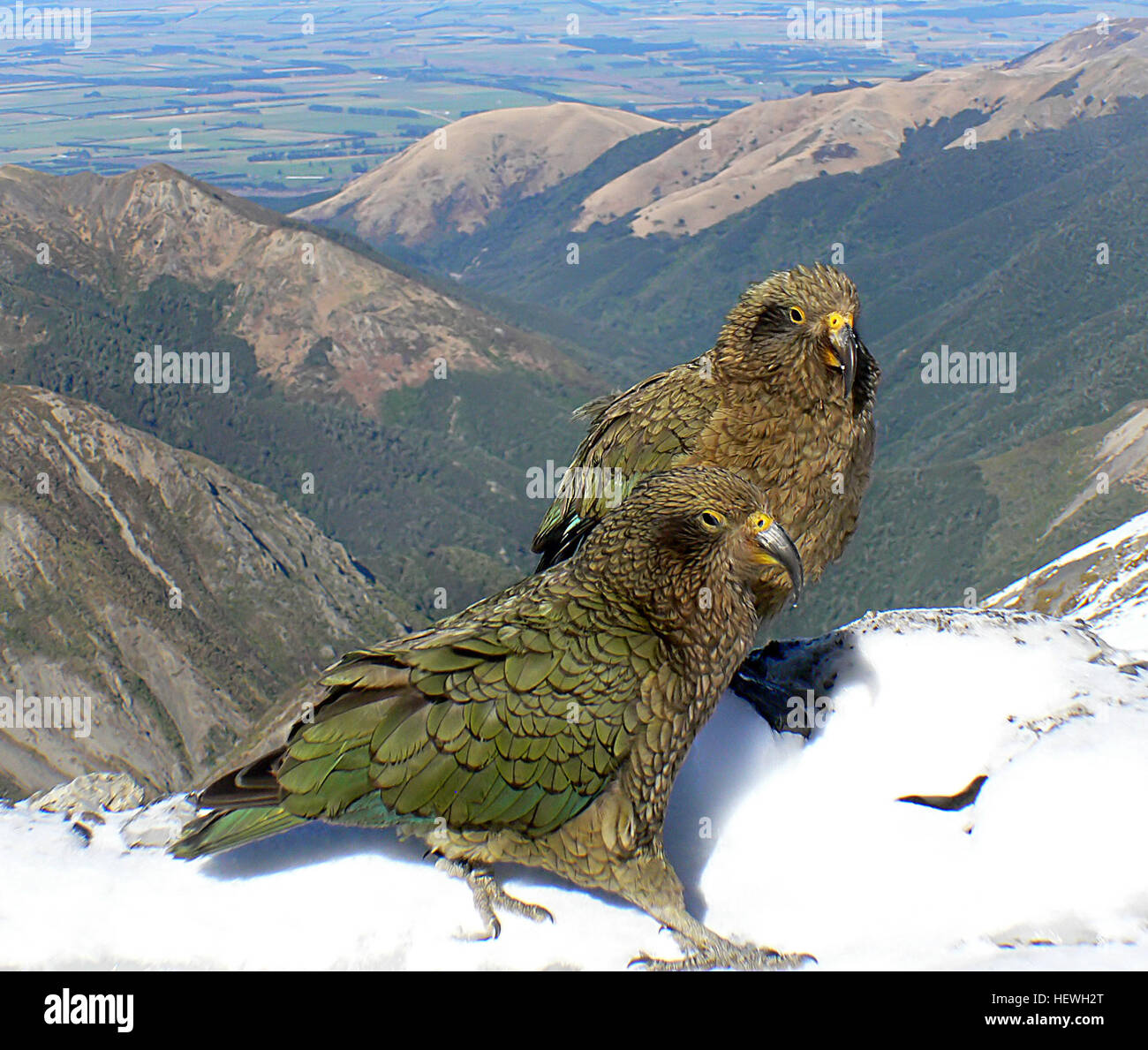 Keas in the south island of new zealand hi-res stock photography and ...