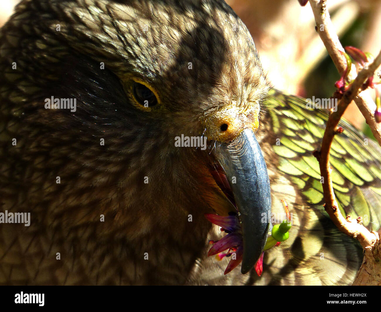 Kotukutuku, the world's largest fuchsia, grows in New Zealand's damp ...