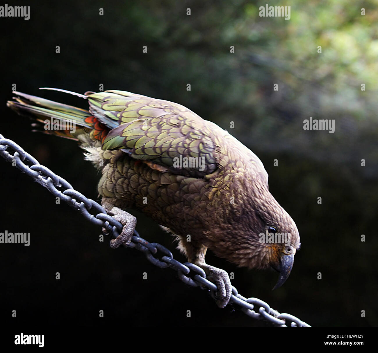 The Kea, a highly intelligent and sociable bird native to New Zealand ...