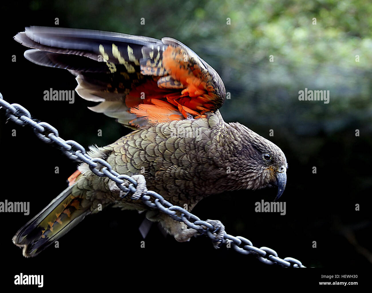 The Kea, a large parrot native to New Zealand's alpine regions, is ...