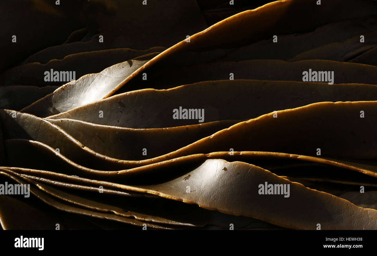 Brown seaweed anatomy hi-res stock photography and images - Alamy