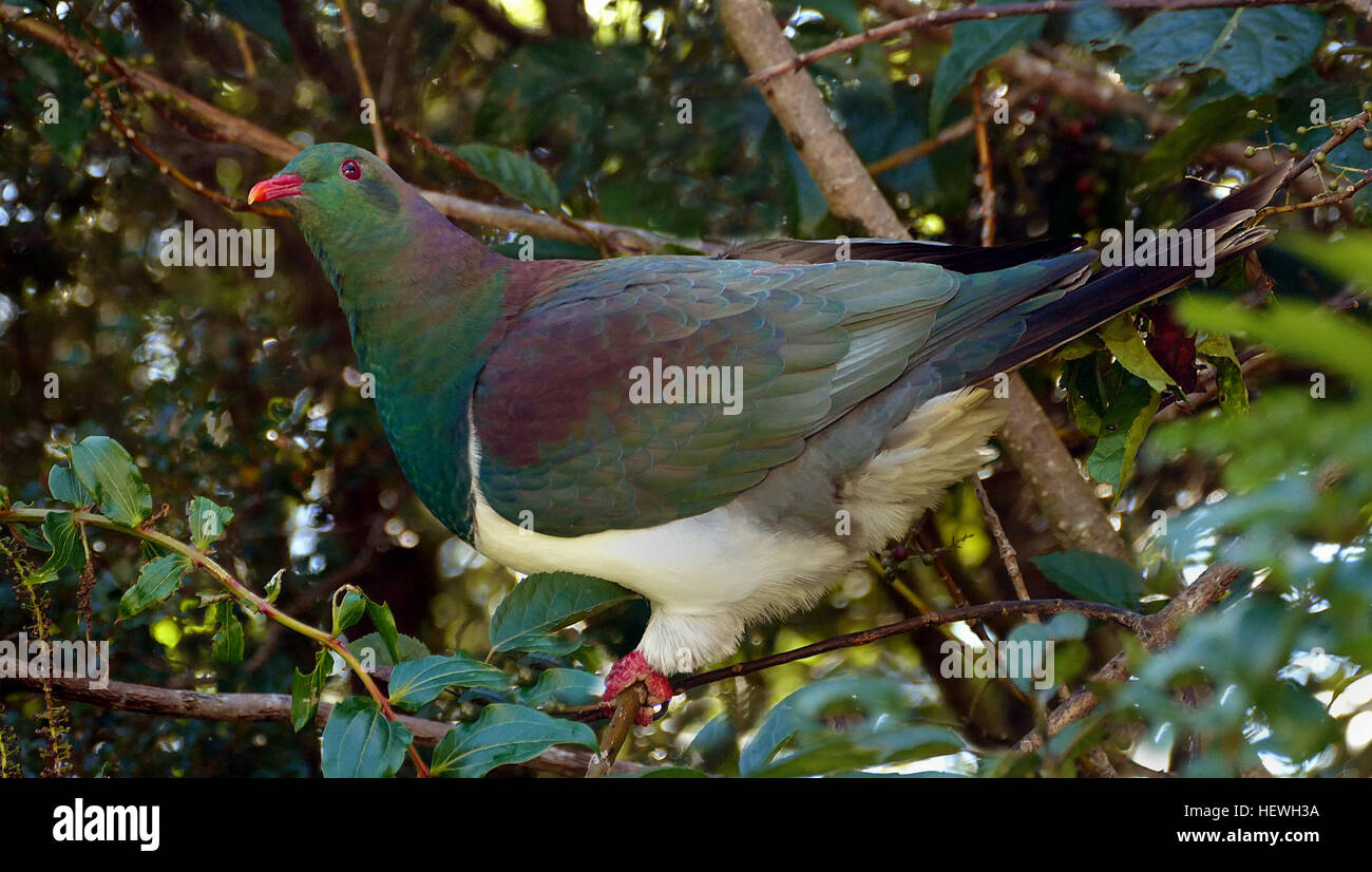Kereru new zealand pigeon hi-res stock photography and images - Alamy
