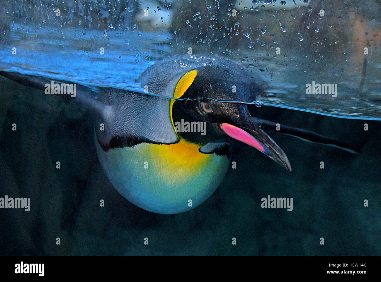 The King Penguin is the second largest penguin species, growing up to ...