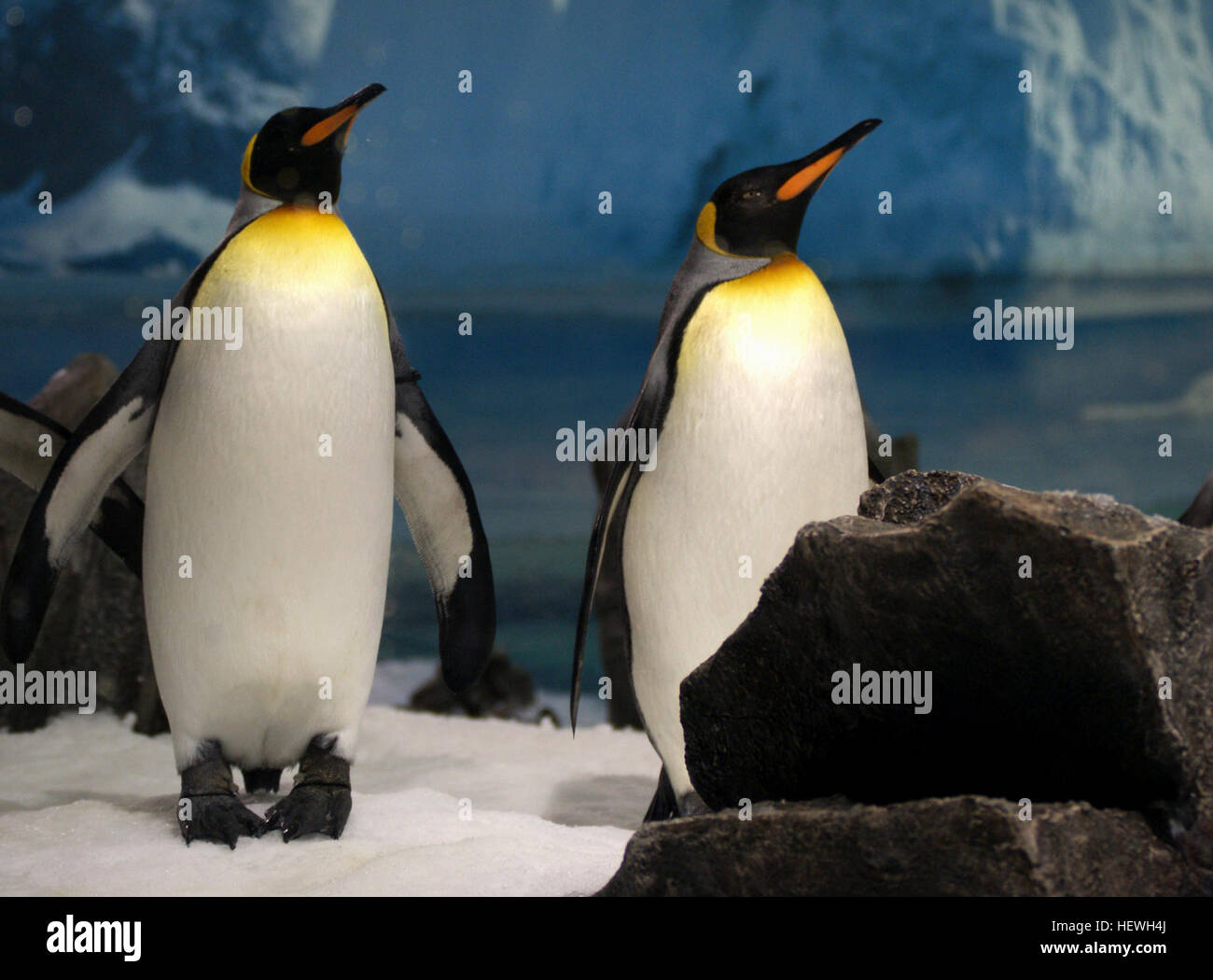 Seaworld penguins hi-res stock photography and images - Alamy