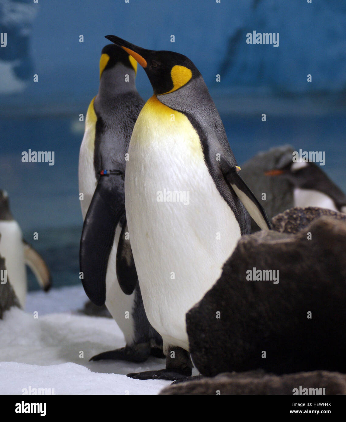 Seaworld penguins hi-res stock photography and images - Alamy