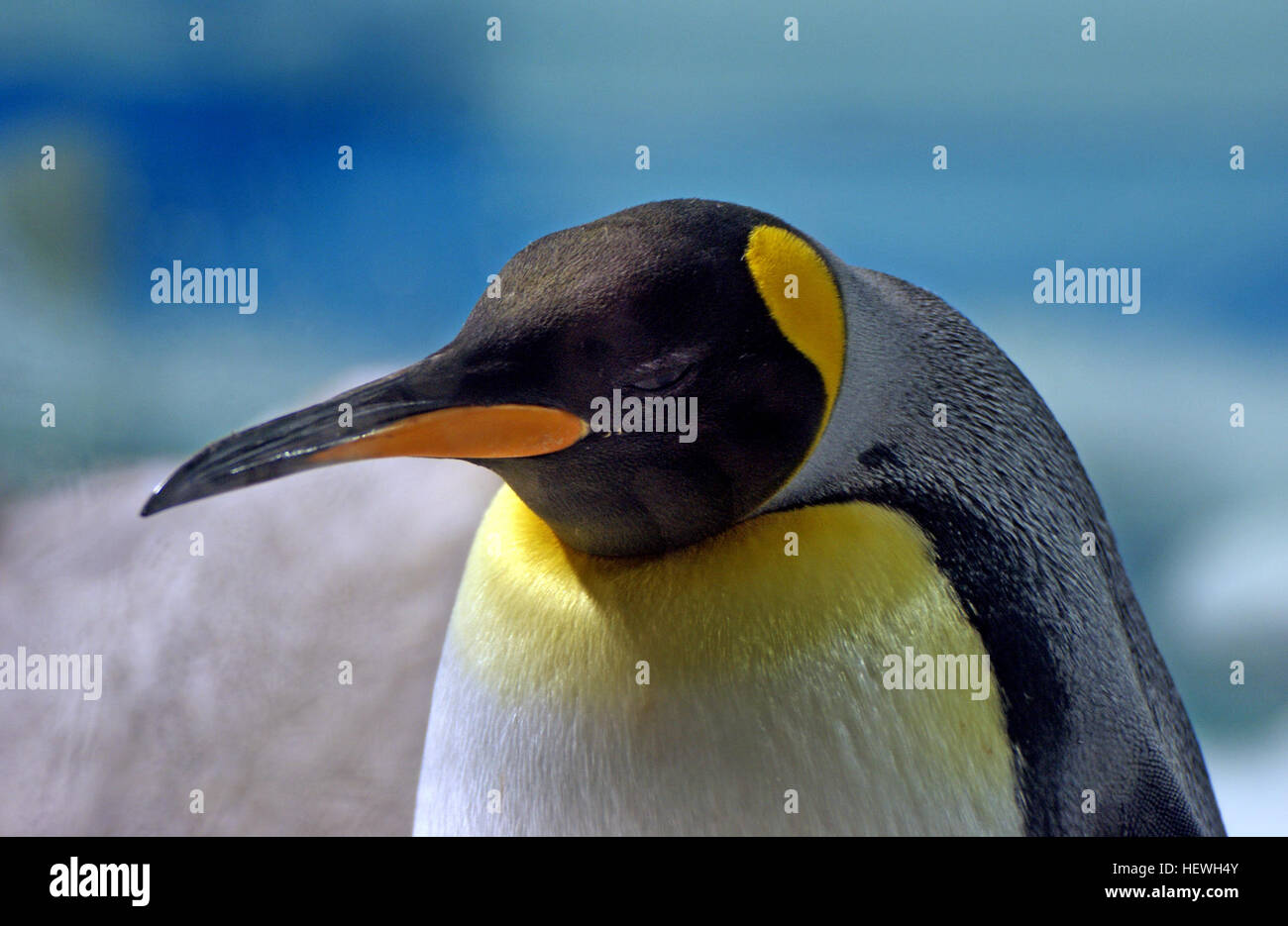 King penguins are the second-largest penguin species, distinguished by ...