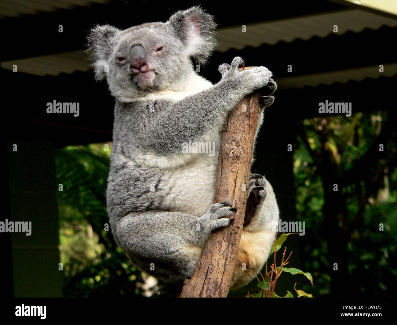 The koala is a herbivorous marsupial native to Australia, known for its ...