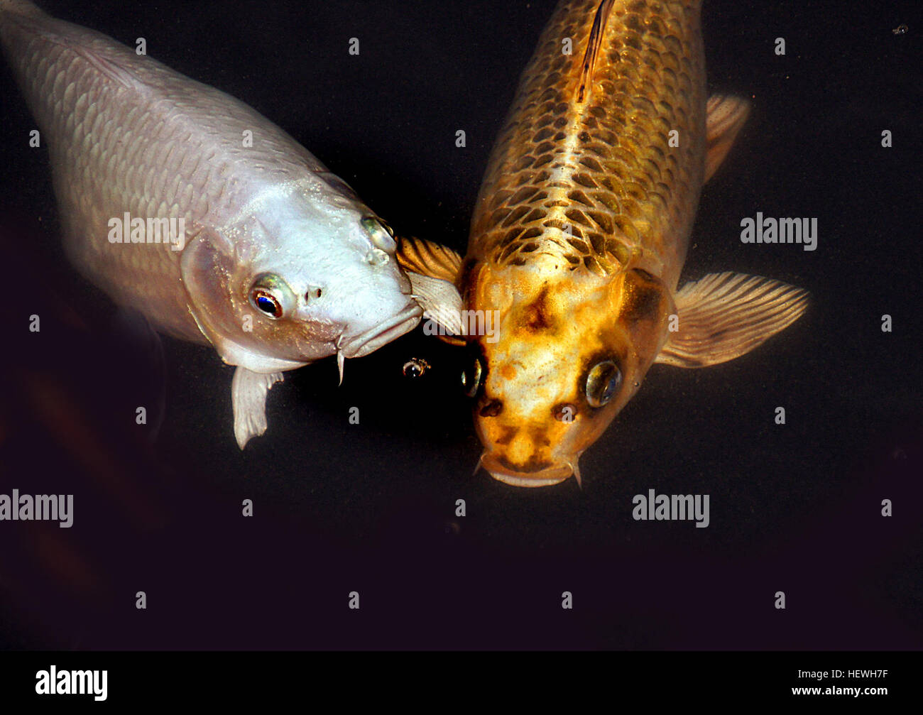 The Cyprinus carpio, also known as Koi carp or goldfish, is a species ...