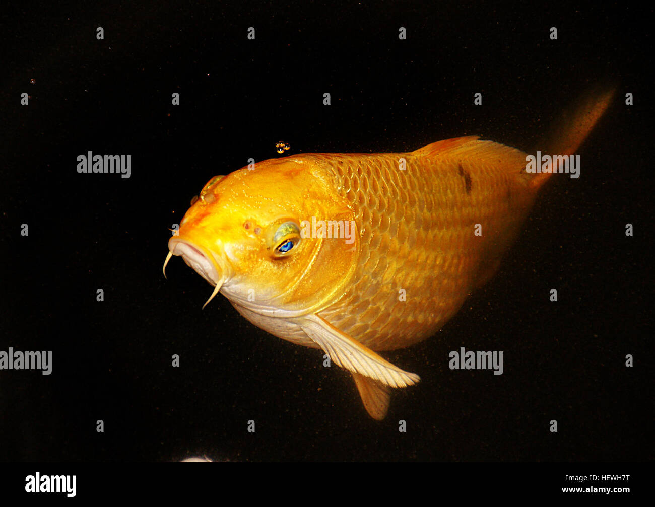 Koi lovers hi-res stock photography and images - Alamy