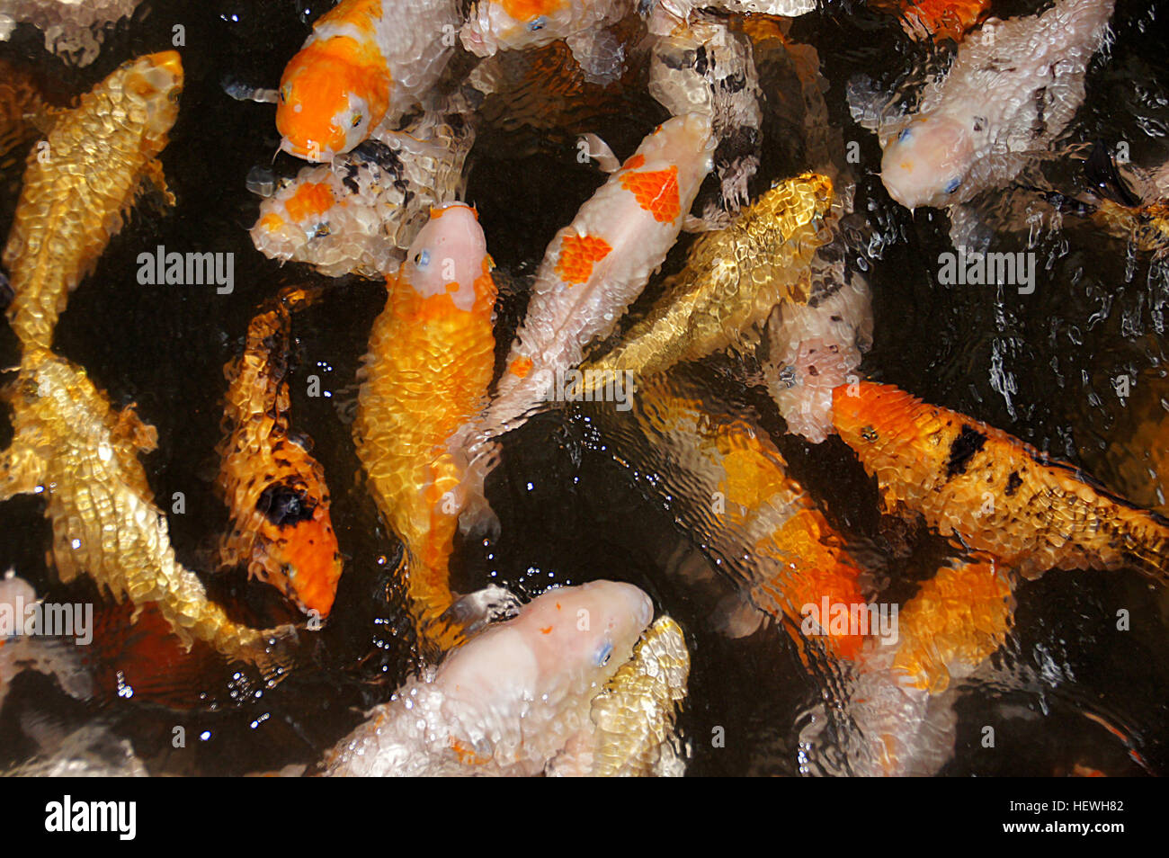 Vibrant colorful japanese koi carp hi-res stock photography and images ...