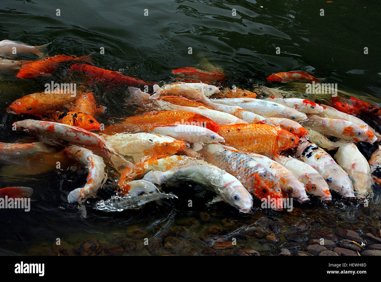 Koi fish is domesticated version of common carp. This fish is most ...