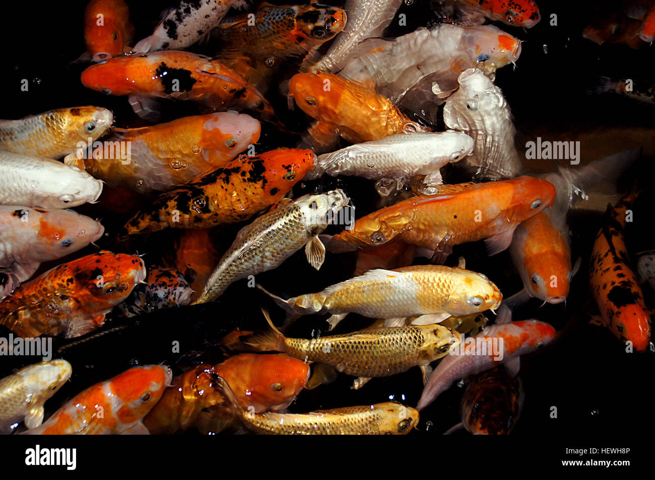 Carp are a diverse group of fish originating from Central Europe and ...