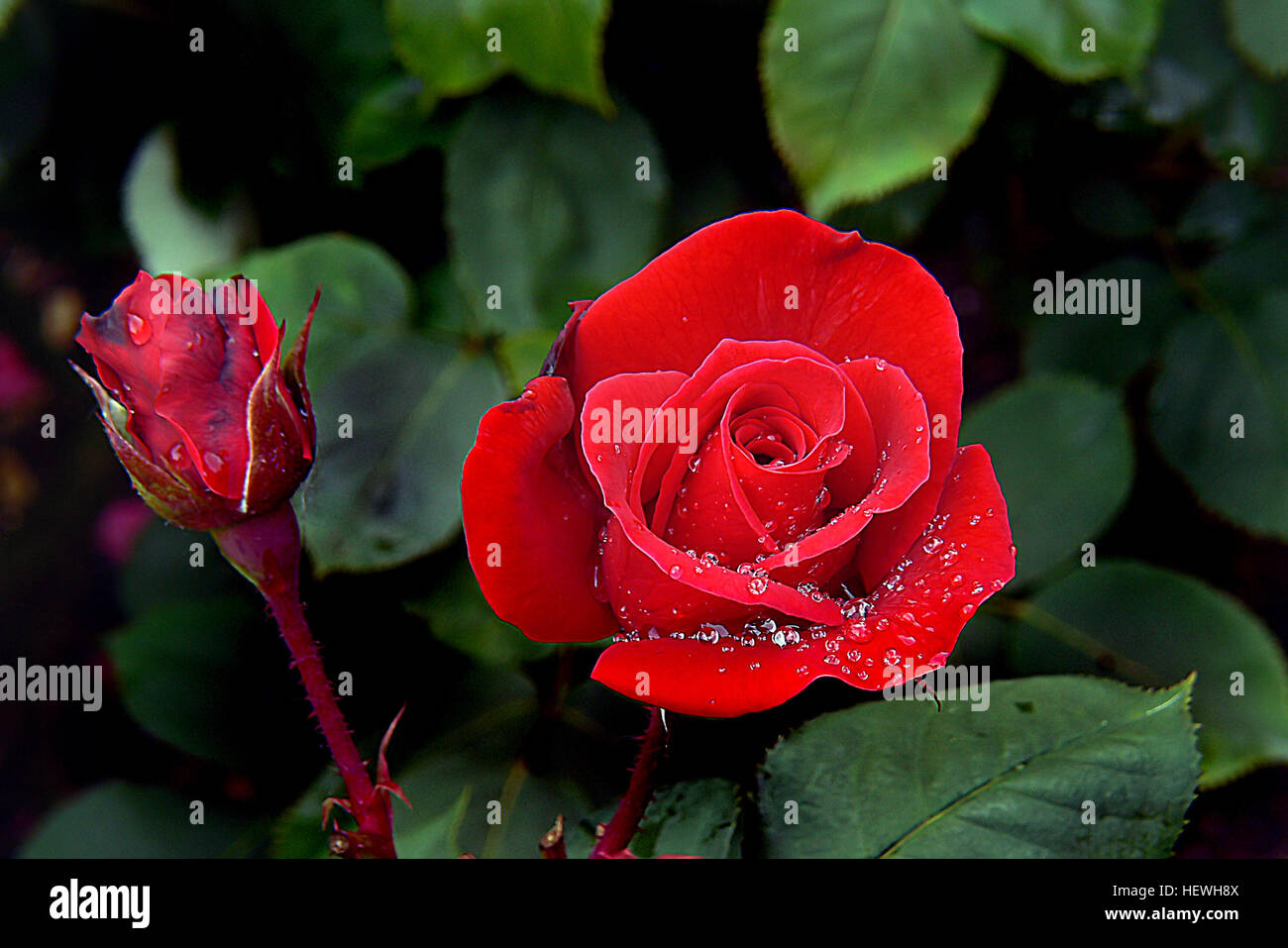 A bright red rose covered in rain droplets represents beauty and ...
