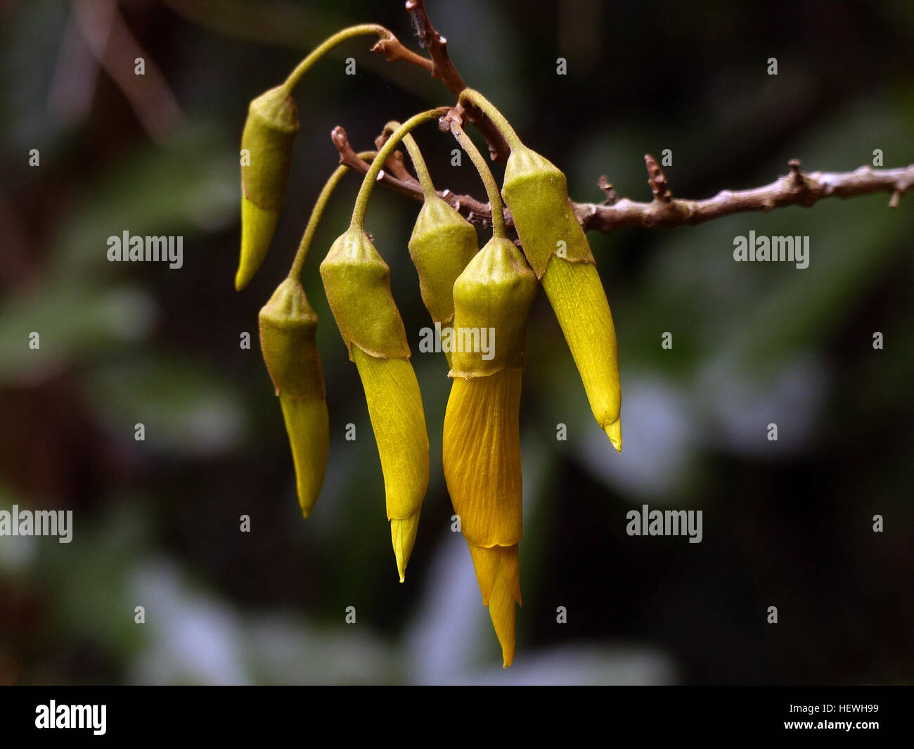 Yellow flowers new zealand native hi-res stock photography and images ...