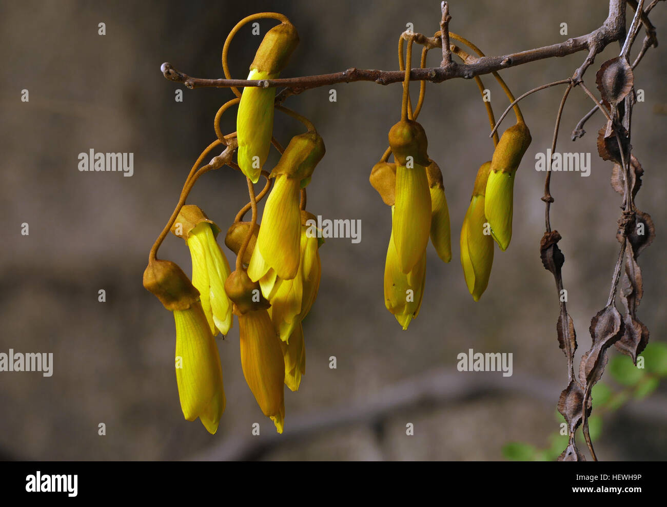 Kowhai trees, native to New Zealand, are small, woody legume trees from ...