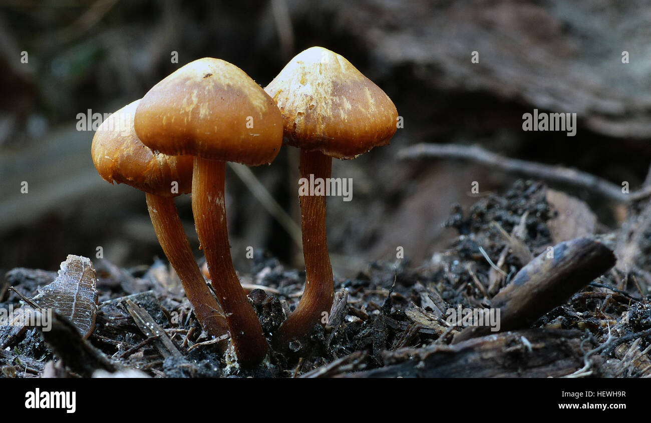 Laccaria, a genus of fungus, contains around 75 species that thrive in ...