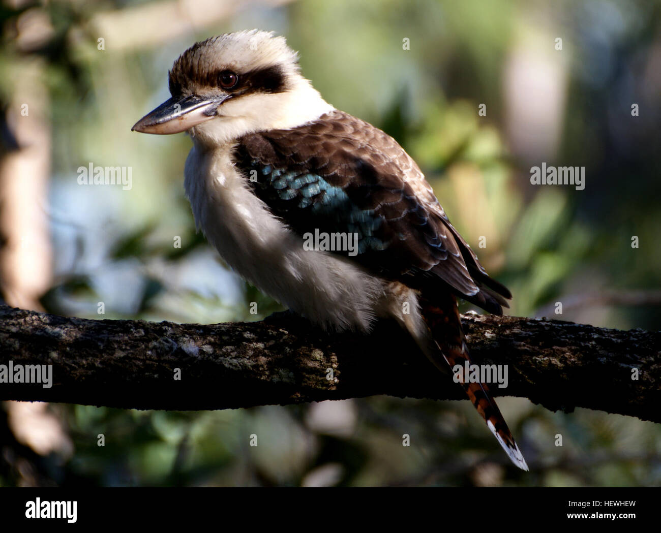 Worlds 12 best hi-res stock photography and images - Alamy