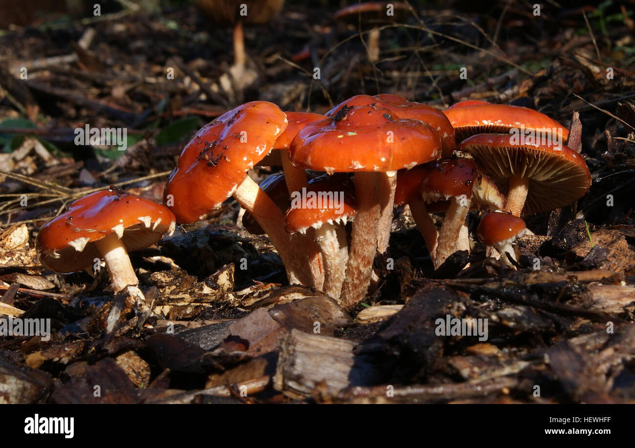 Leratiomyces ceres, also known as the Redlead Roundhead, is a mushroom ...