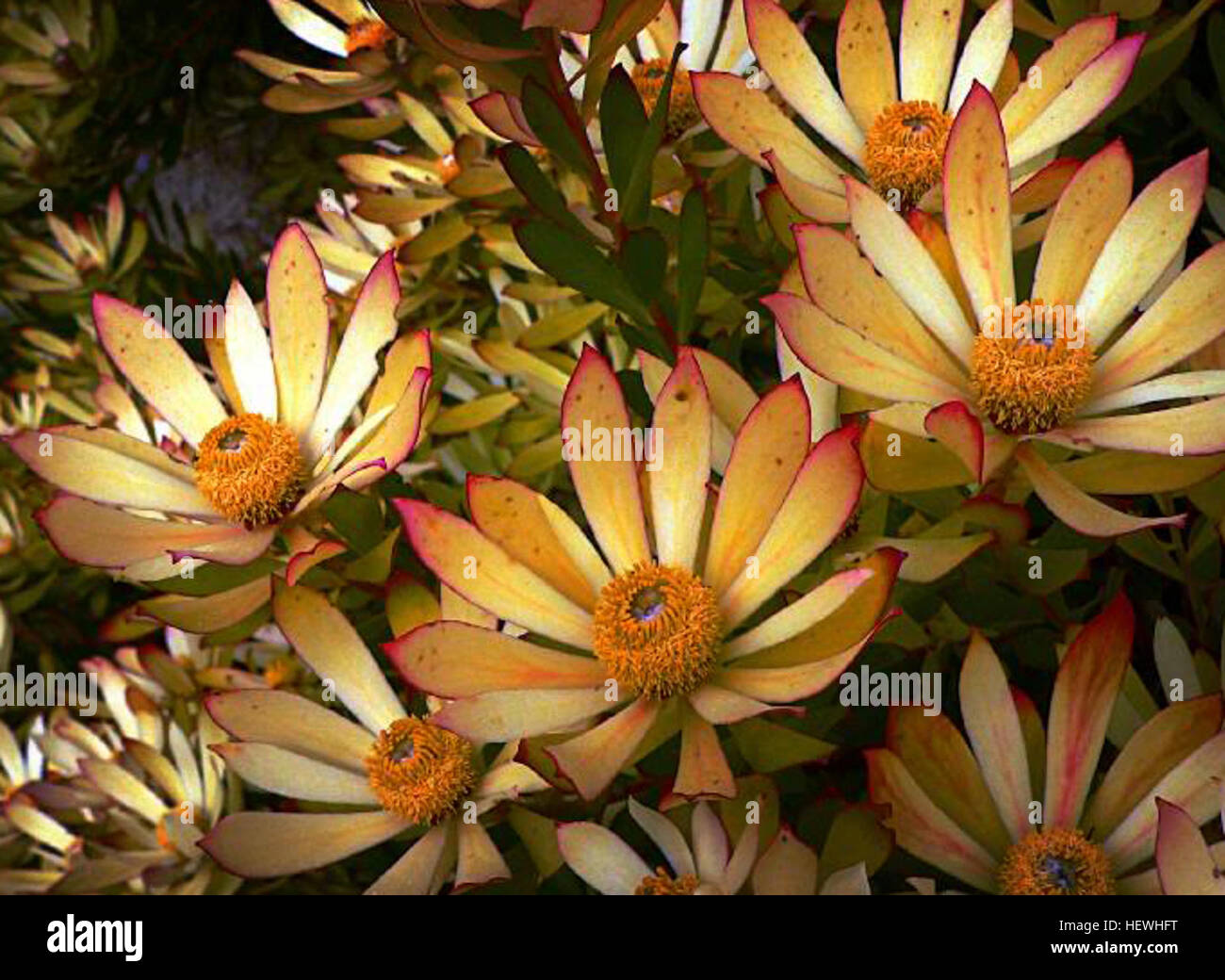 Leucadendron is a genus of flowering plants known for its colorful ...
