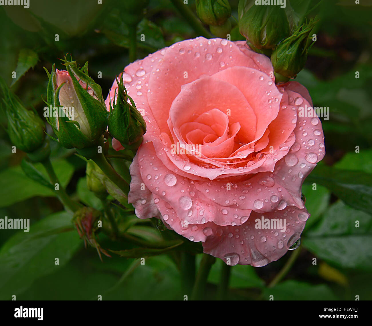 Hybrid tea roses are popular for their tall, long stems and single ...