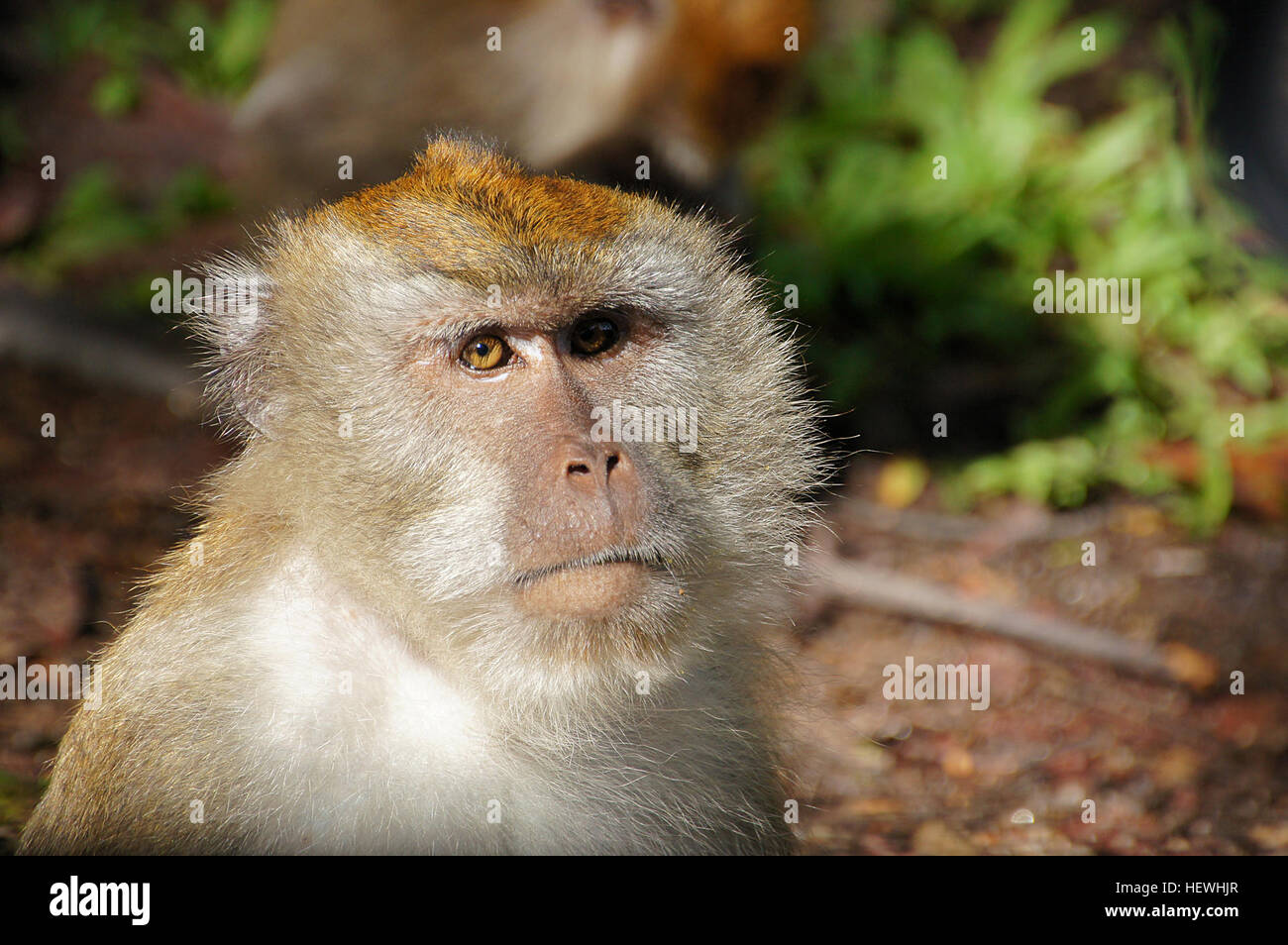 Long-tailed macaques, also known as crab-eating macaques, are native to ...