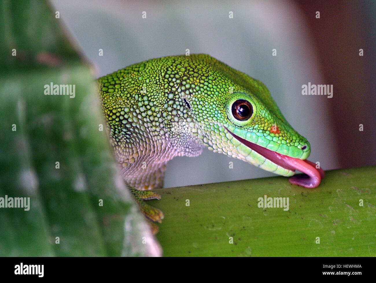 The Madagascan Day Gecko is a vibrant, green reptile native to Madagascar. Known for its bright ...